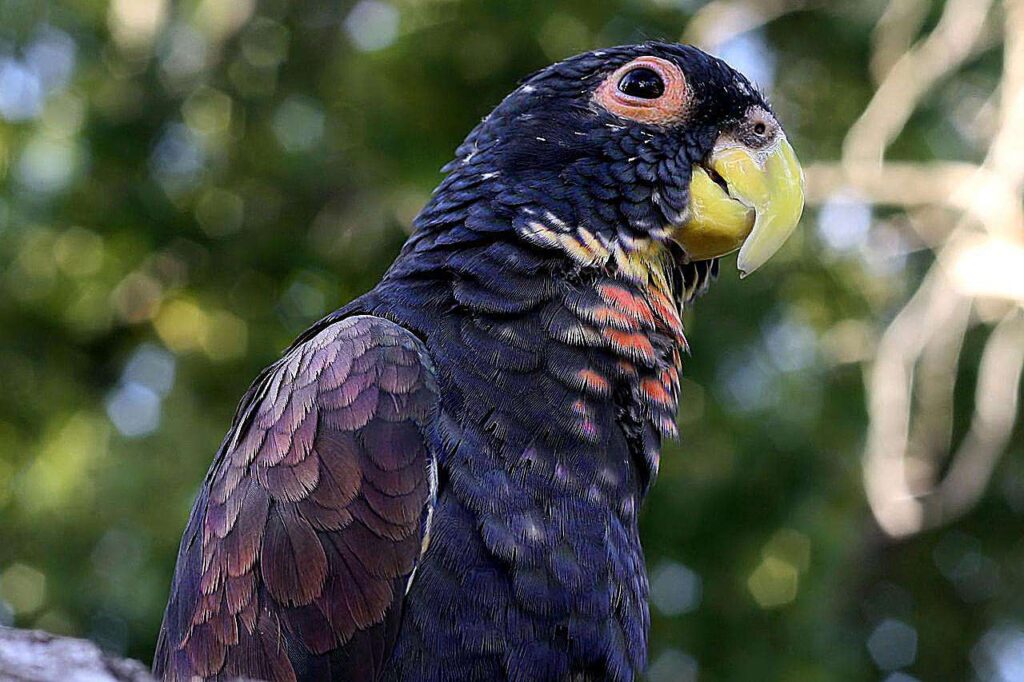 Bronze Winged Pionus - Exotic Parrot Shop | Live Parrots & Supplies
