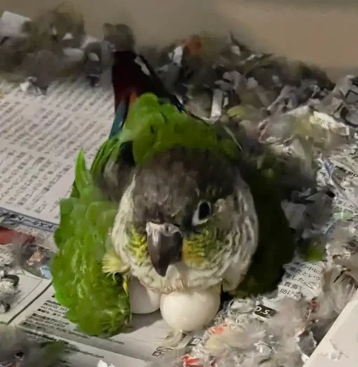 Conure Eggs (Fertile) - Exotic Parrot Shop
