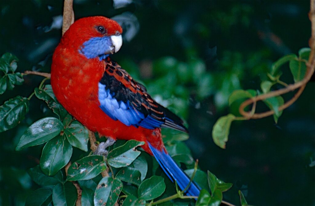 Australian Parakeets for Sale | Colorful & Lively Companions