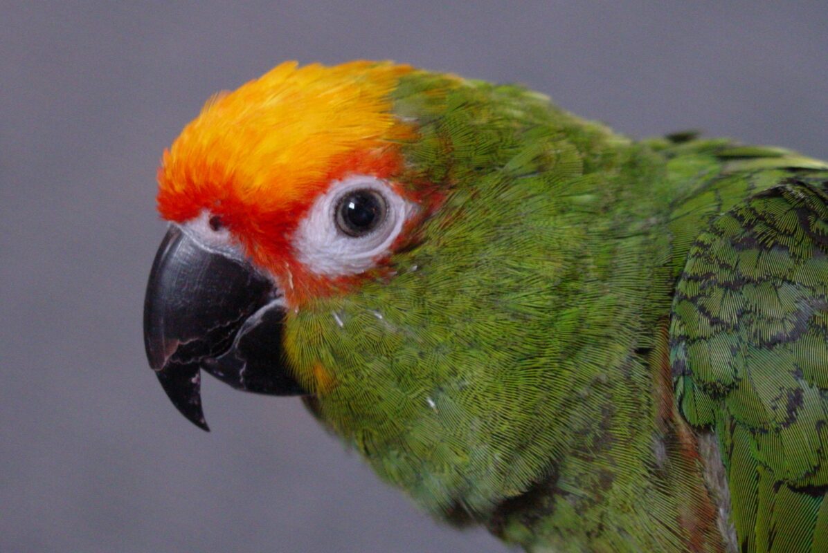 Gold Capped Conure for Sale | Rare & Beautiful Conure