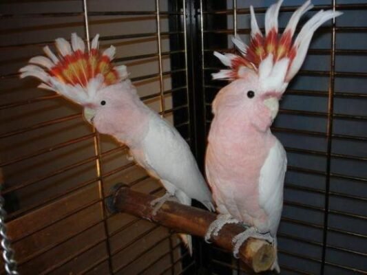 Major Mitchells Cockatoo - Exotic Parrot Shop | Live Parrots & Supplies