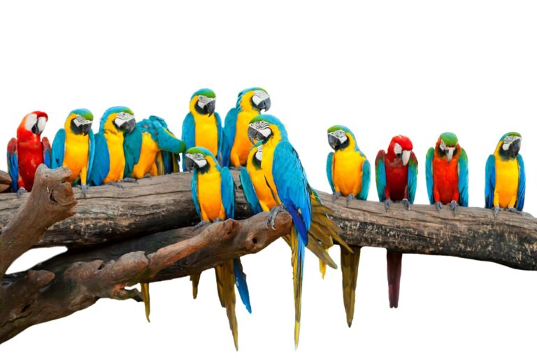Home - Exotic Parrot Shop | Live Parrots & Supplies