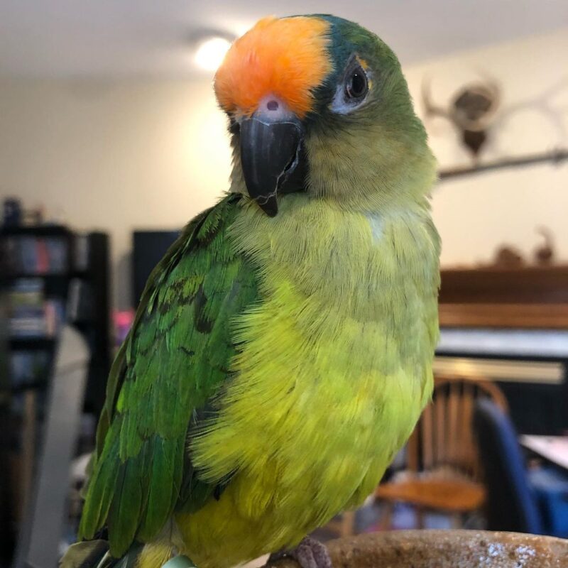 Conure Parrots for Sale Online | Buy Hand-Raised Conures