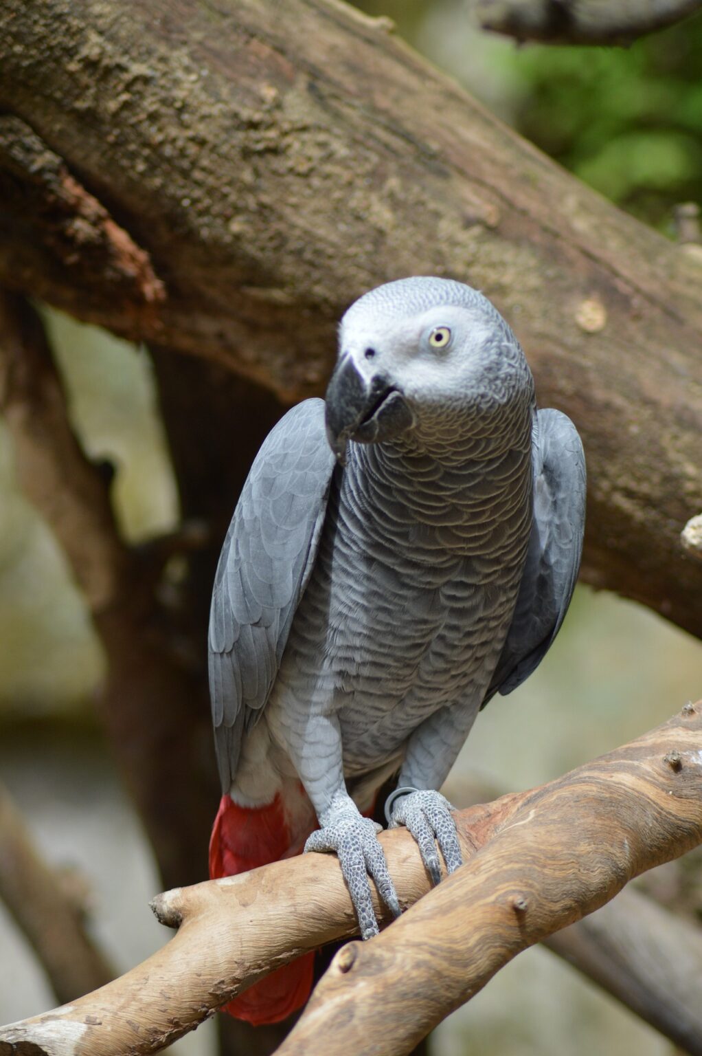 African Grey Parrots for Sale | Hand-Tamed Male Congo Parrot