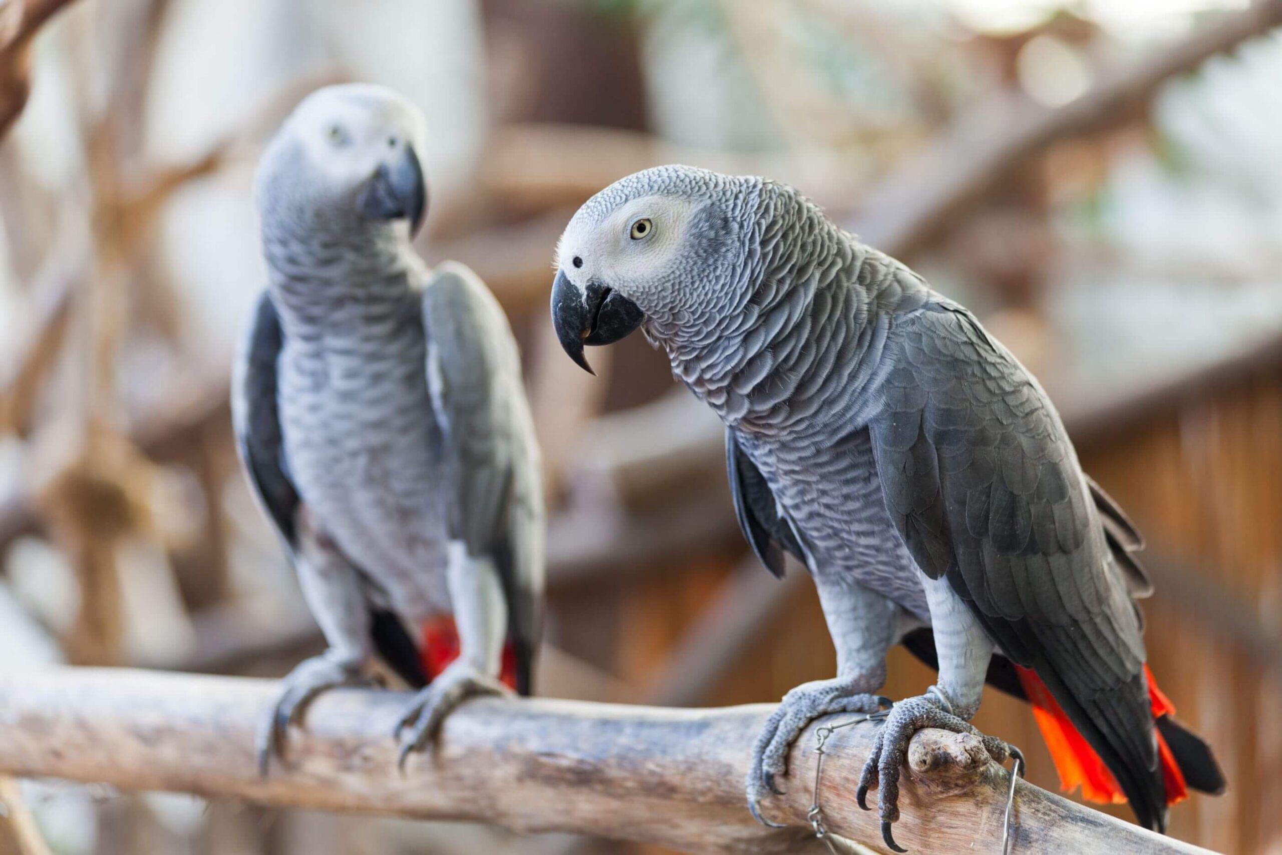 Home - Exotic Parrot Shop | Live Parrots & Supplies